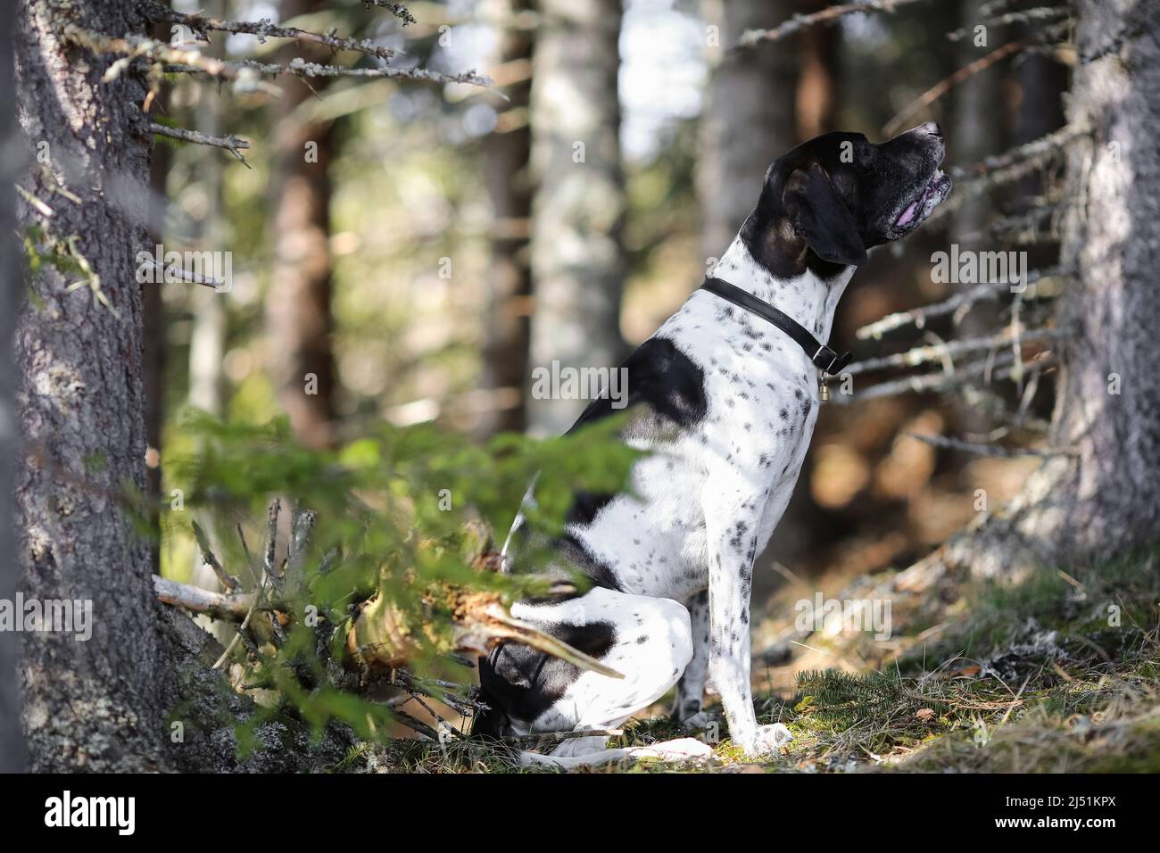 Spring in the air, dog english pointer portrait in the sunny forest ...