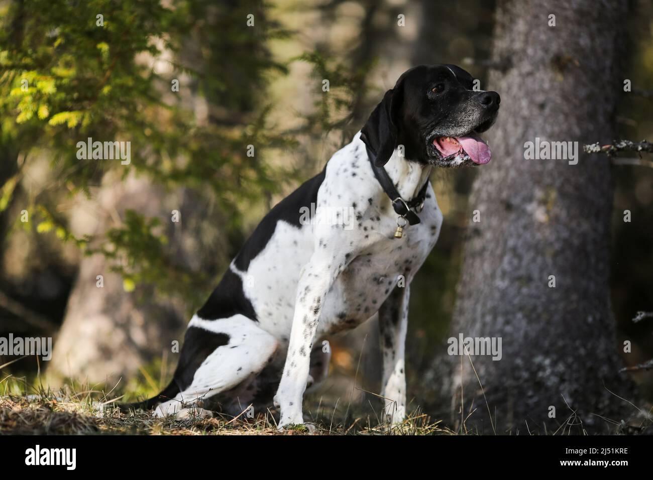 Spring in the air, dog english pointer portrait in the sunny forest ...