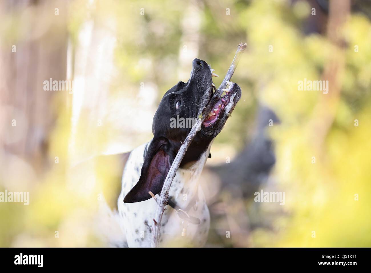 Spring in the air, dog english pointer portrait in the sunny forest ...