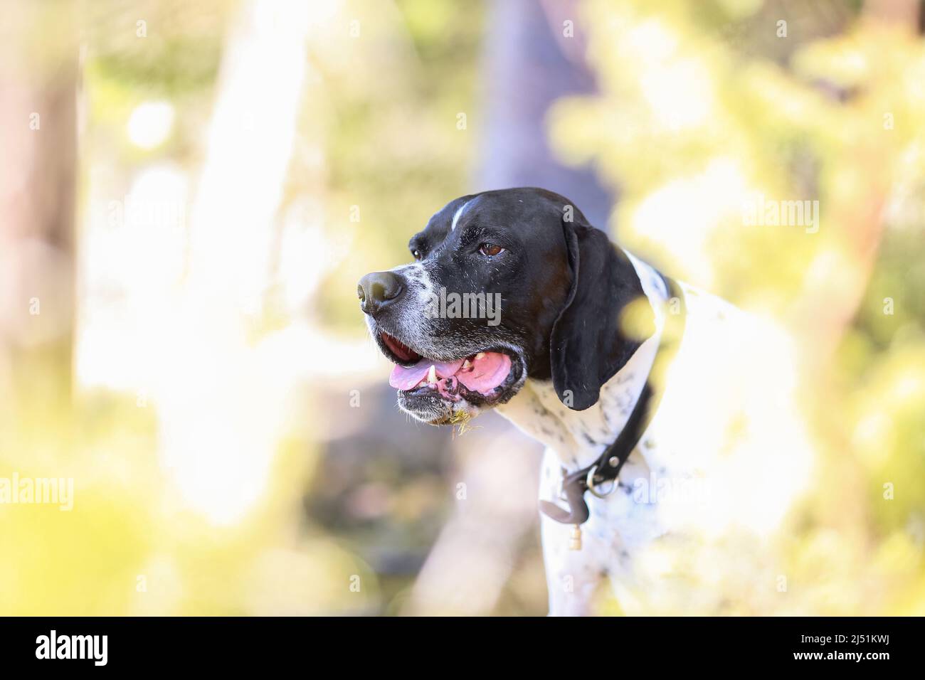 Spring in the air, dog english pointer portrait in the sunny forest ...