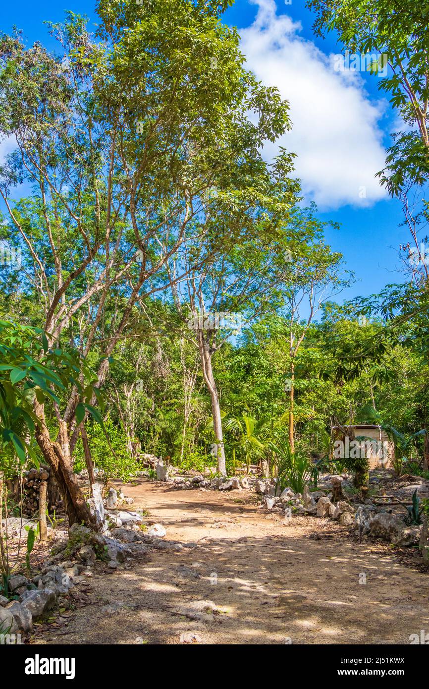 Tropical mexican jungle plants trees and natural forest panorama view ...