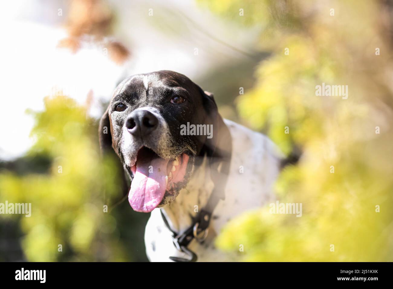 Spring in the air, dog english pointer portrait in the sunny forest ...