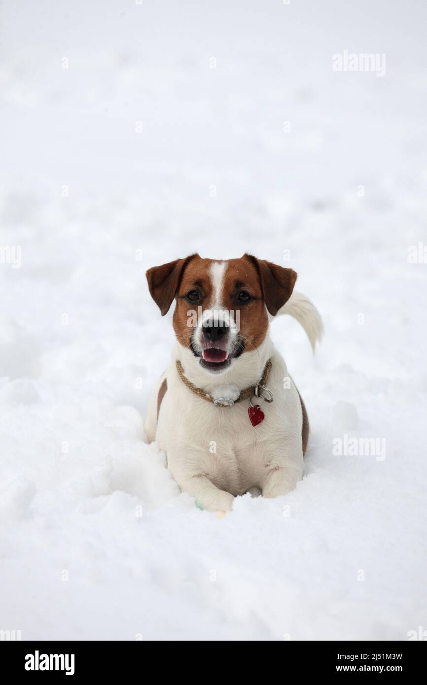 Smart Jack Russell terrier sitting in snow looking to camera Stock ...