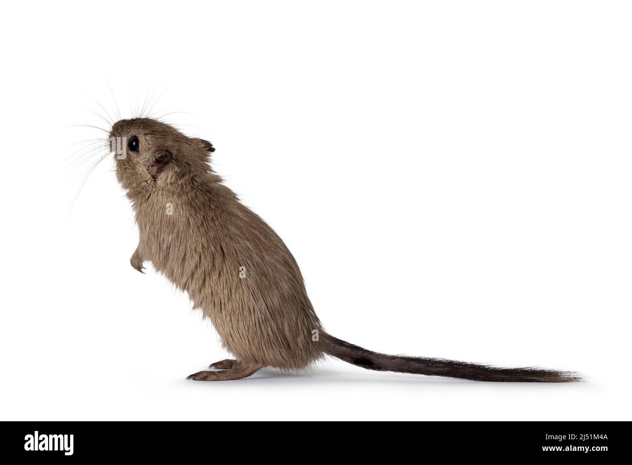Young adult brown Gerbil aka Meriones unguiculatus. Standing side ways ...