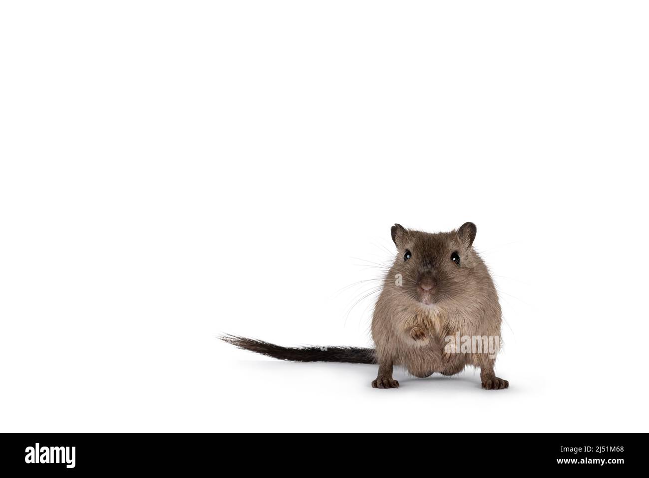 Young adult brown Gerbil aka Meriones unguiculatus. Standing facing ...