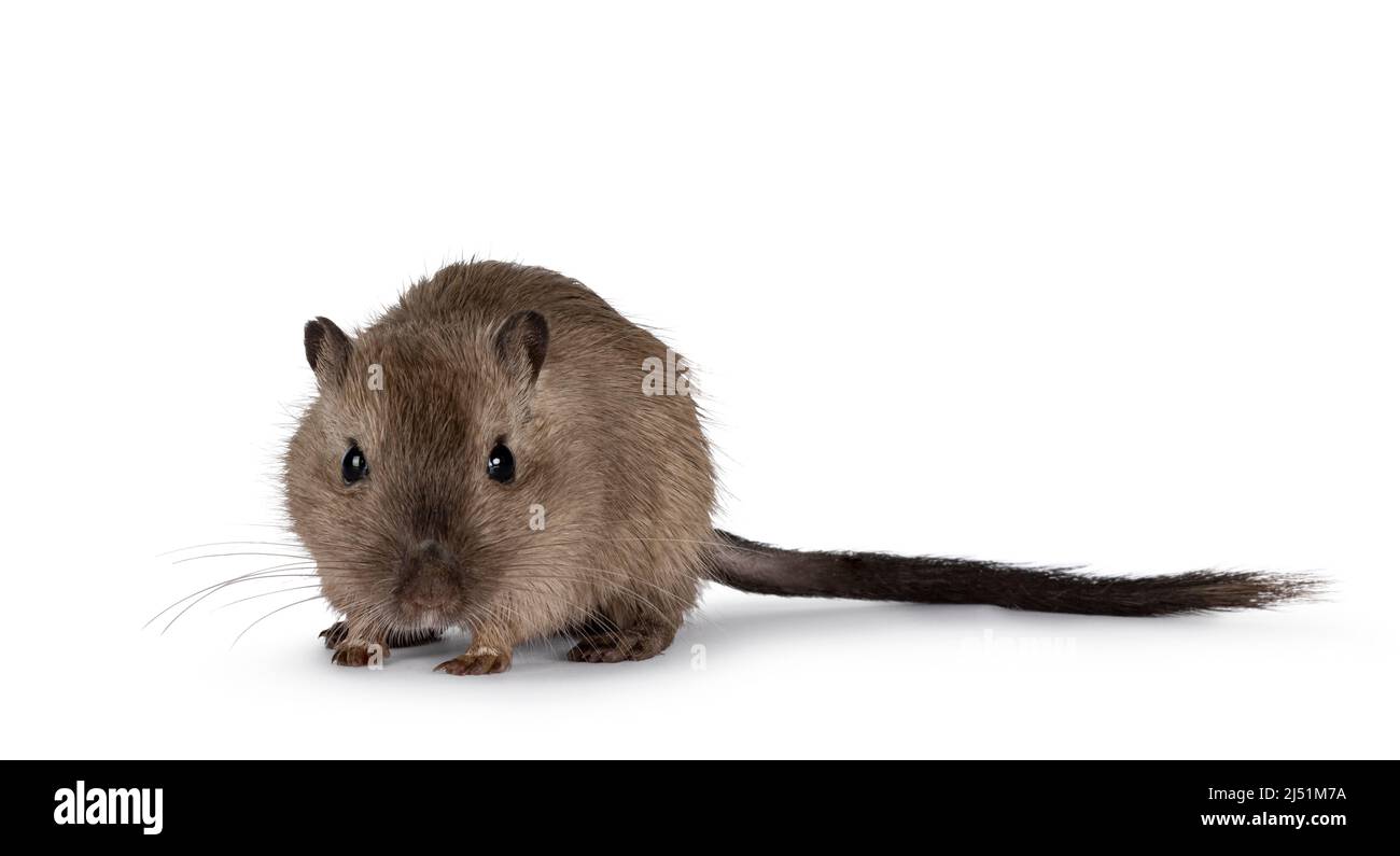 Young adult brown Gerbil aka Meriones unguiculatus. Standing facing ...