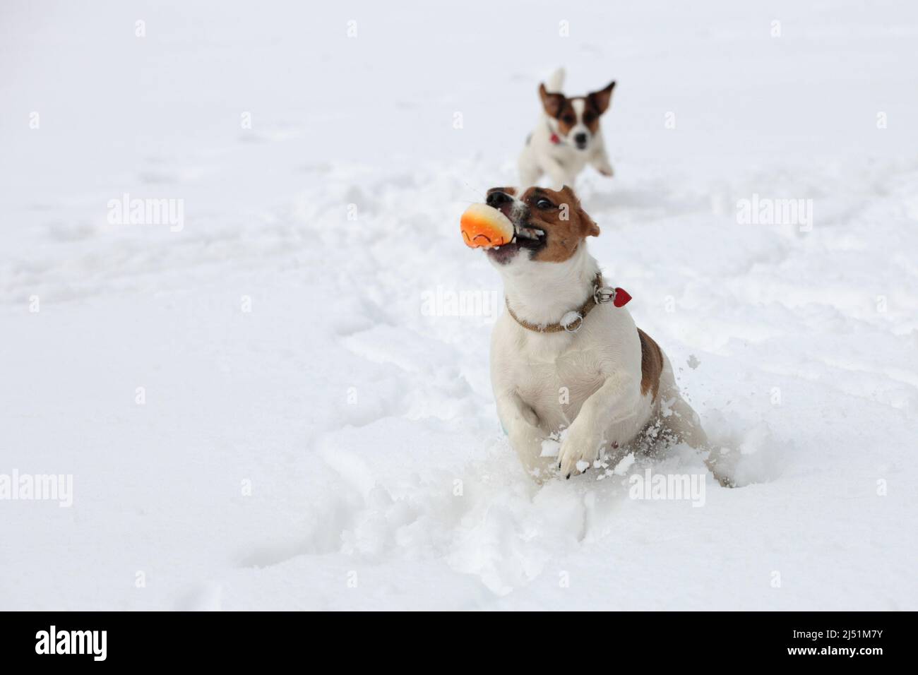 Jack russell group hi-res stock photography and images - Alamy