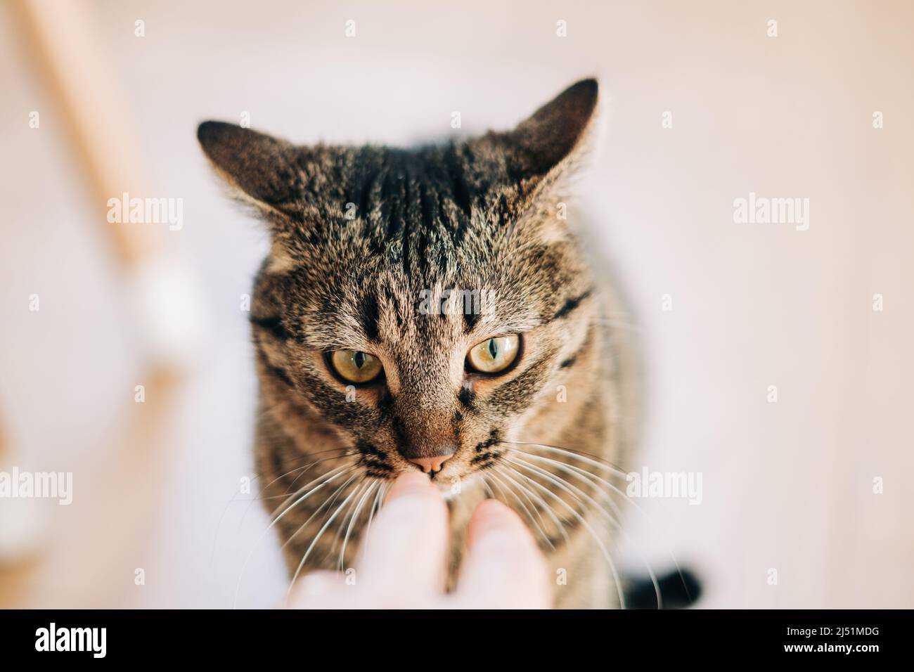 Cat is preparing to bite off the human hand. Maybe cat just looking to the human hand but who ...