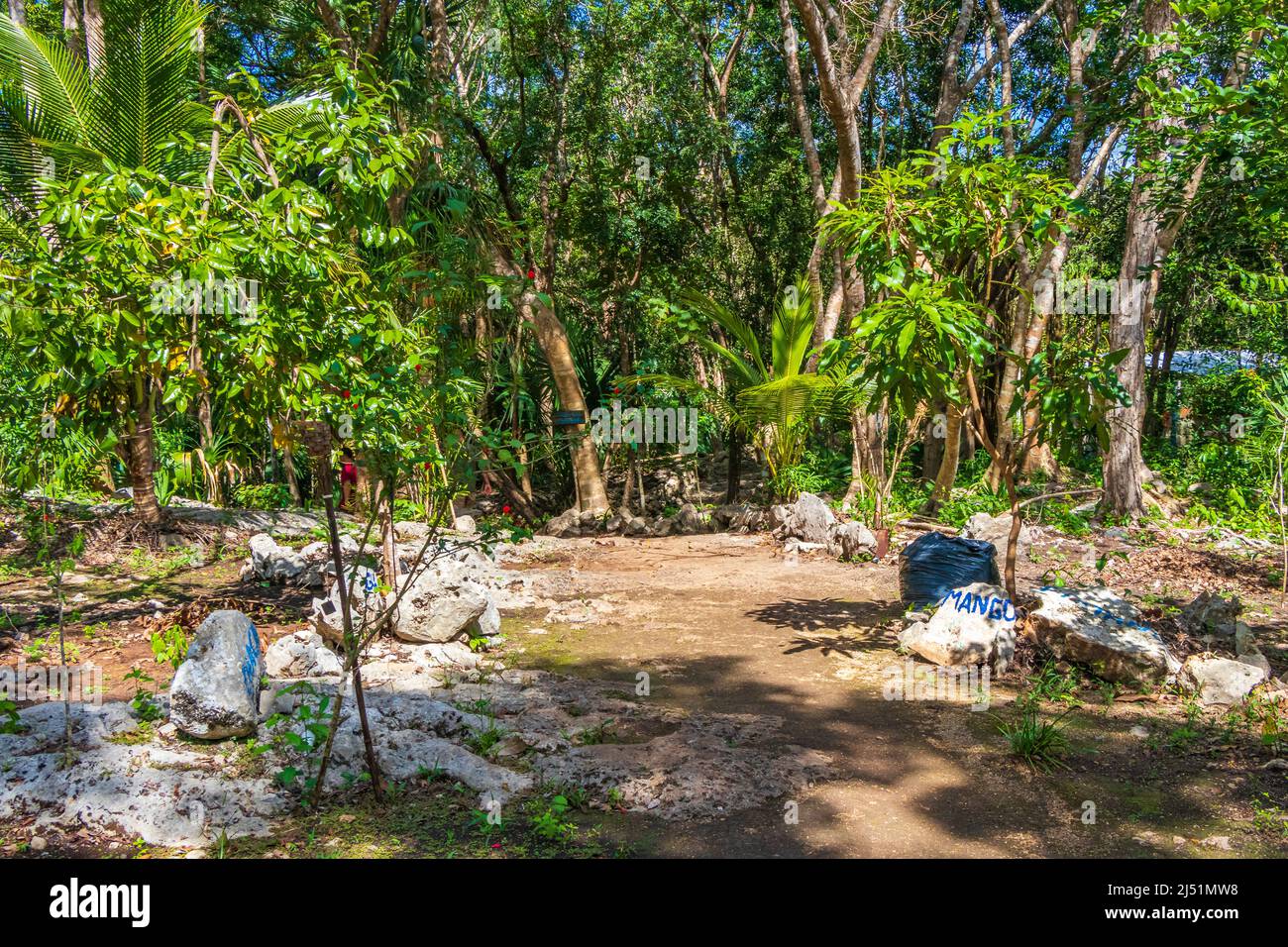 Tropical mexican jungle plants trees and natural forest panorama view ...