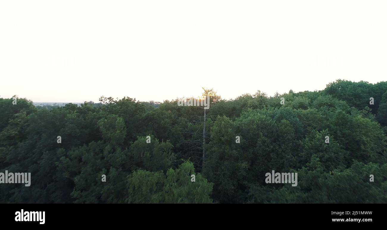 Flying over forest trees. Nature - Aerial Views Stock Photo - Alamy
