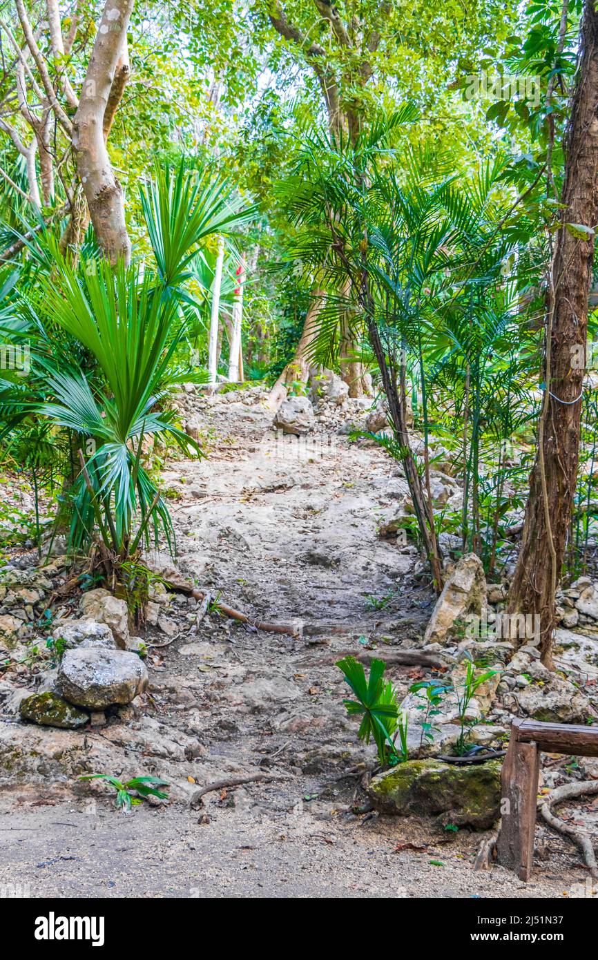 Tropical mexican jungle plants trees and natural forest panorama view ...