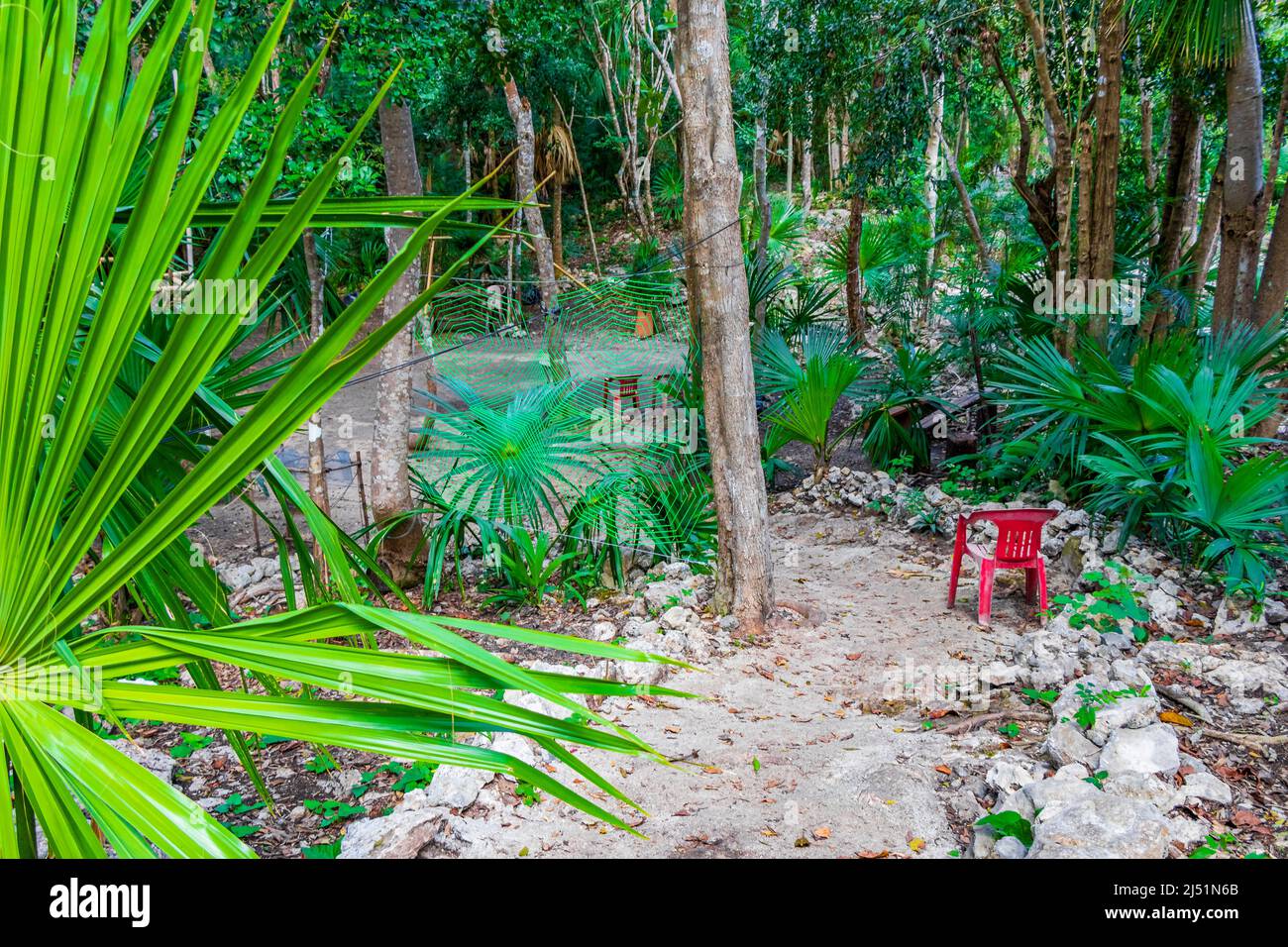 Tropical mexican jungle plants trees and natural forest panorama view ...