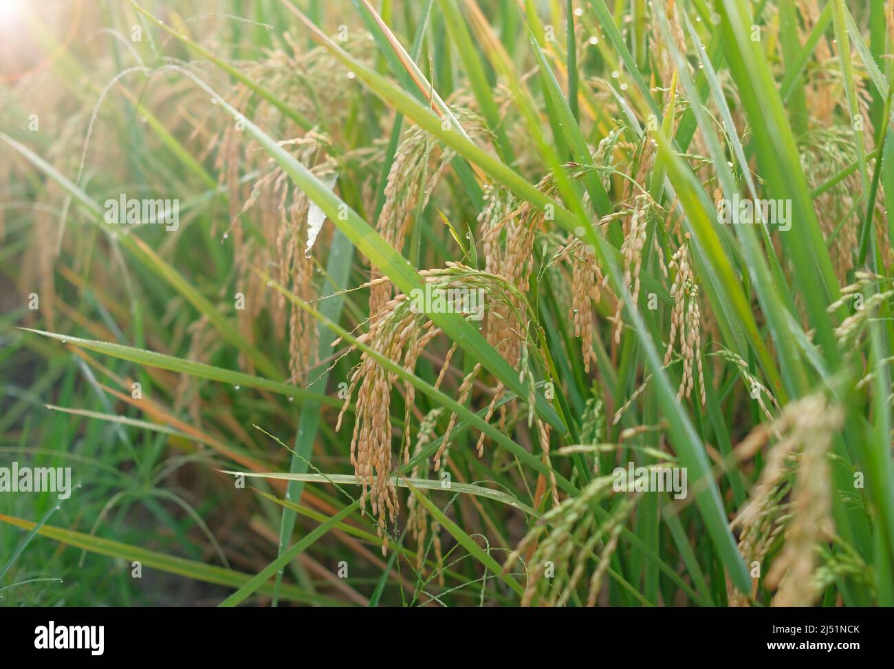 Rice fields - close up details of paddy plants in the fields, paddy ...