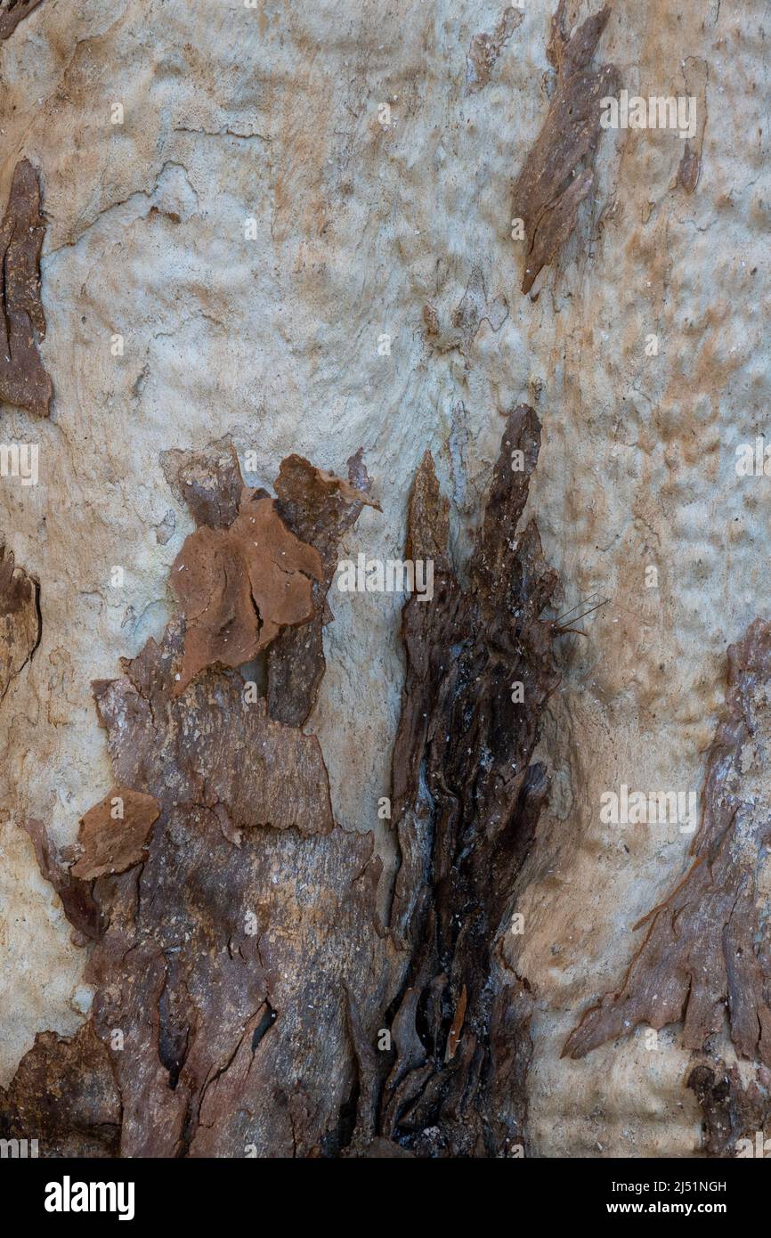 The bark of the trunk of Darling Range, Ghost gum (Eucalyptus laeliae ...