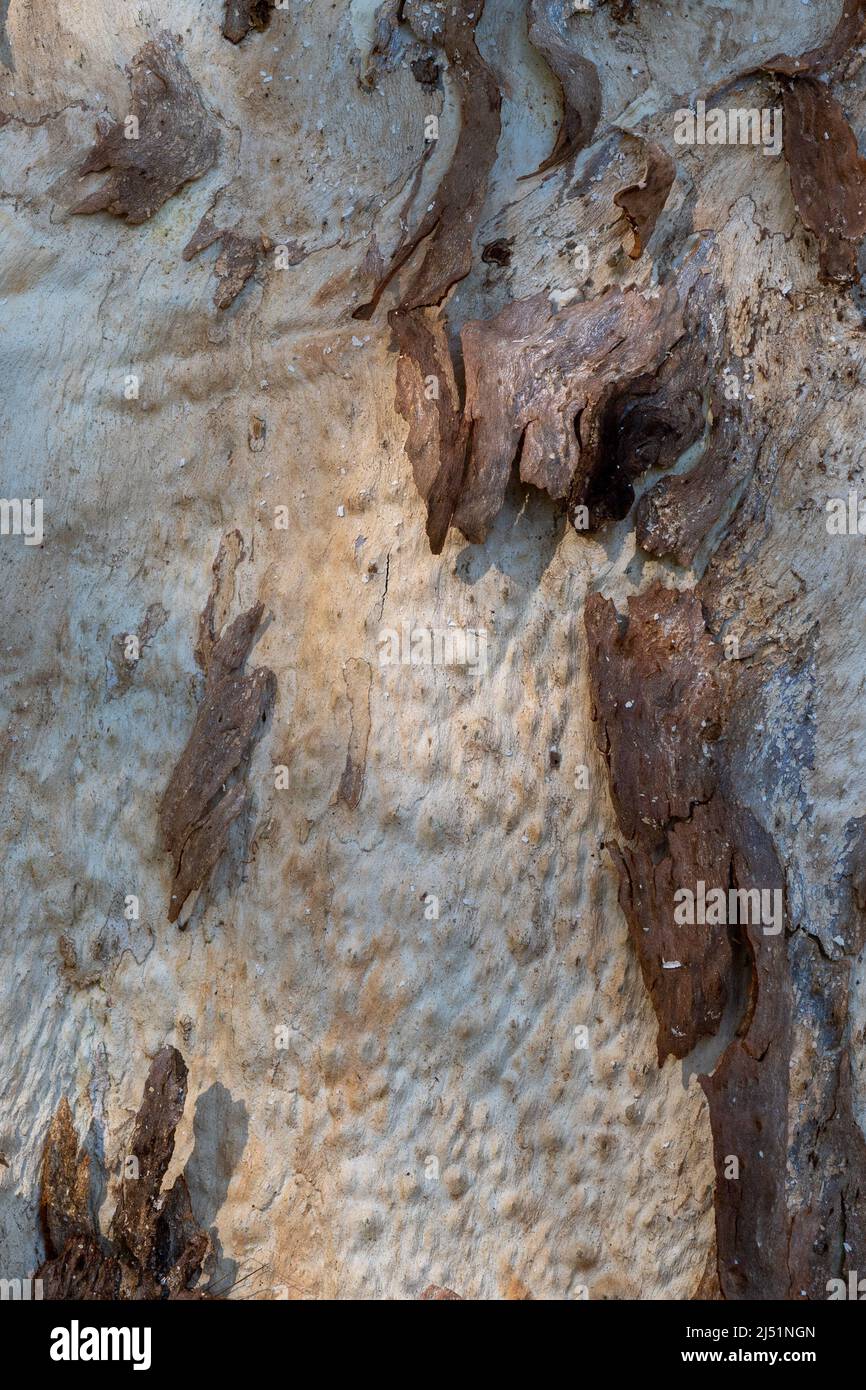 The bark of the trunk of Darling Range, Ghost gum (Eucalyptus laeliae ...