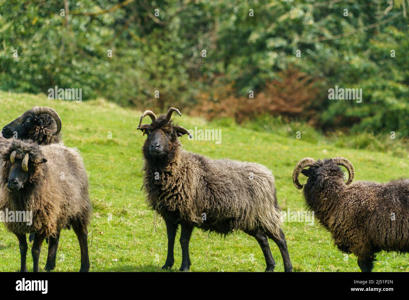 Hebridean sheep are distinguished by their coarse, dark grey fleece ...