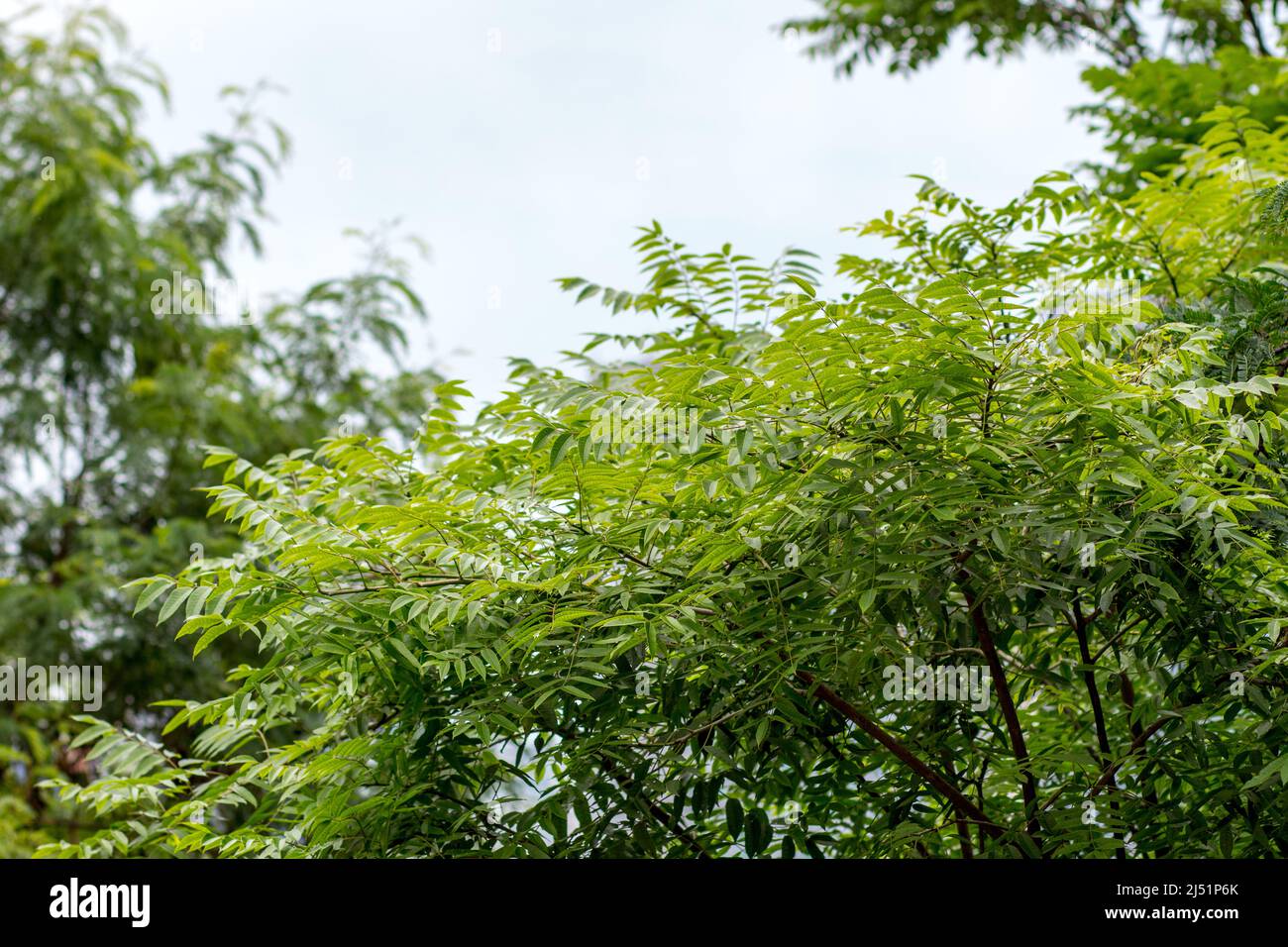 Exotic bright green leaves tree hi-res stock photography and images - Alamy