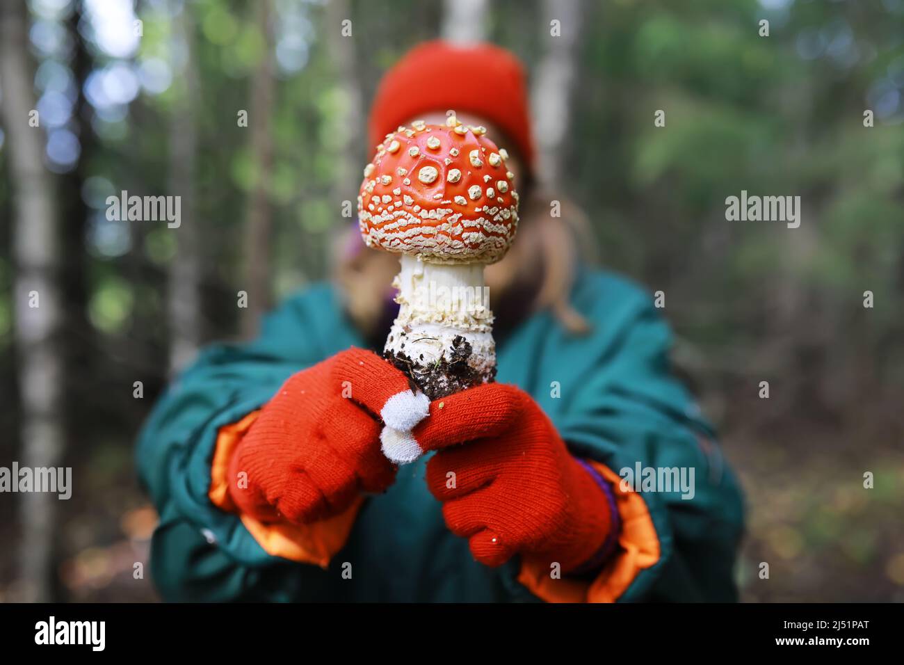 The forester collects mushrooms in the forest. Harvesting wild ...