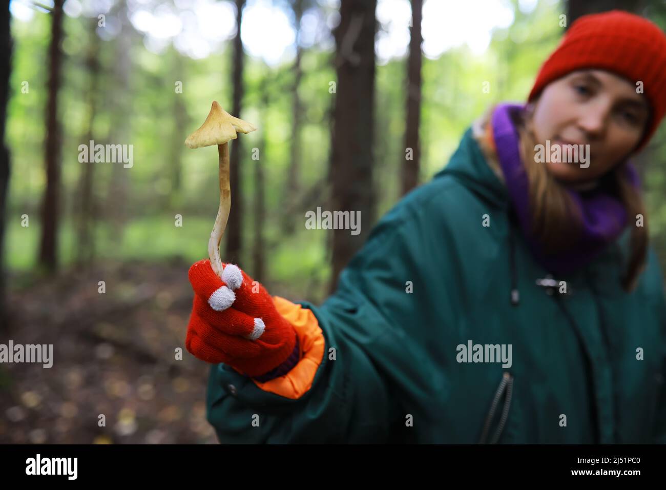 The forester collects mushrooms in the forest. Harvesting wild ...