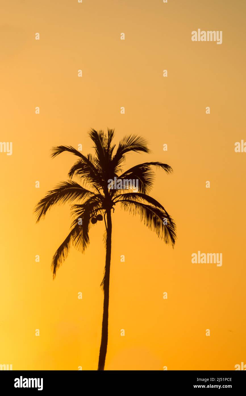 silhouette of a coconut tree at post 9 of ipanema beach in Rio de ...