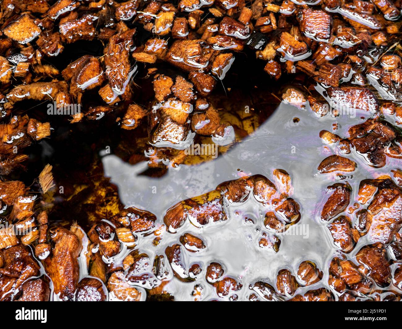 Chopped coconut husks soaked in water to prepare for use as planting ...