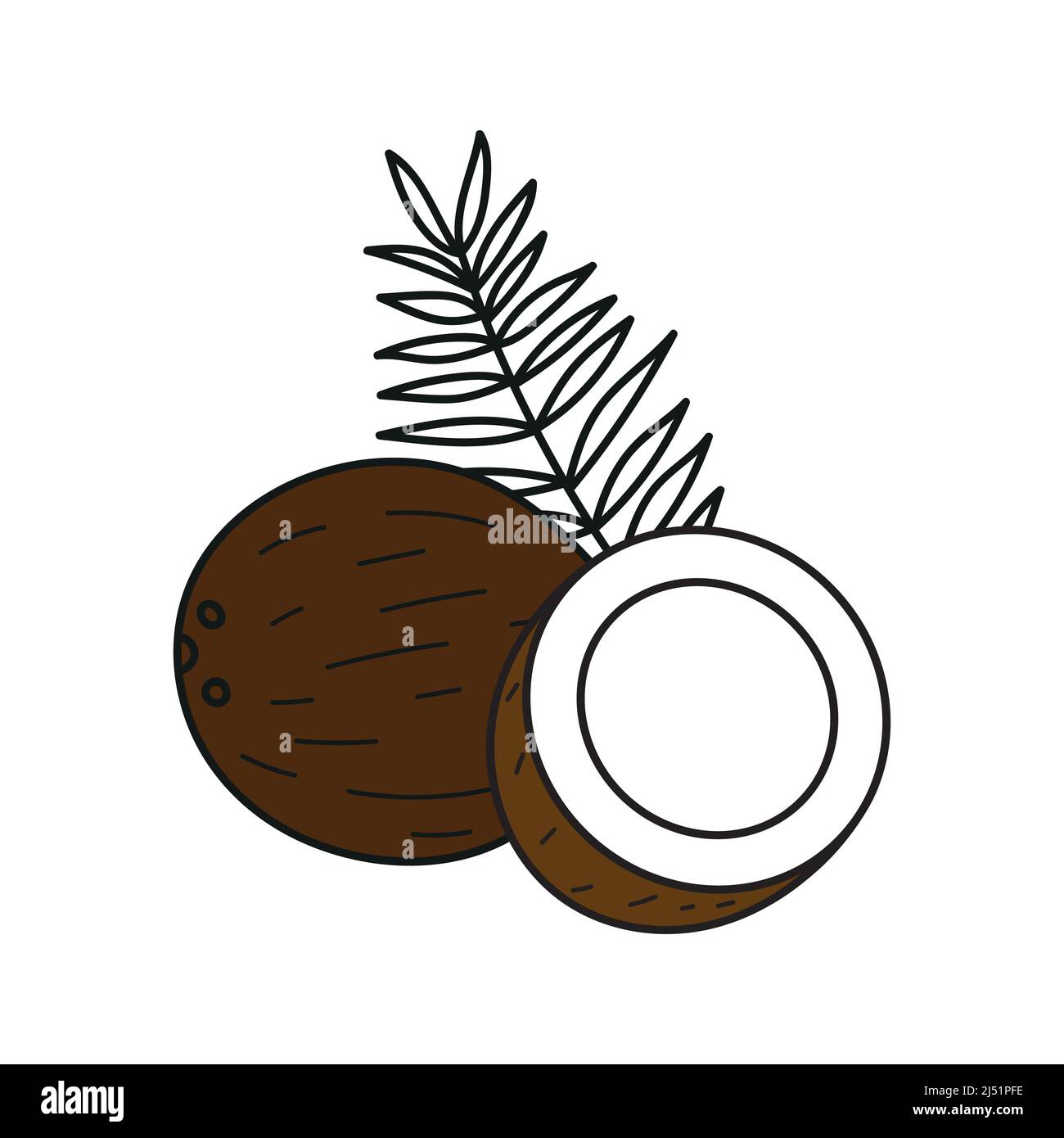 coconut isolated on white background. vector illustration of colorful ...