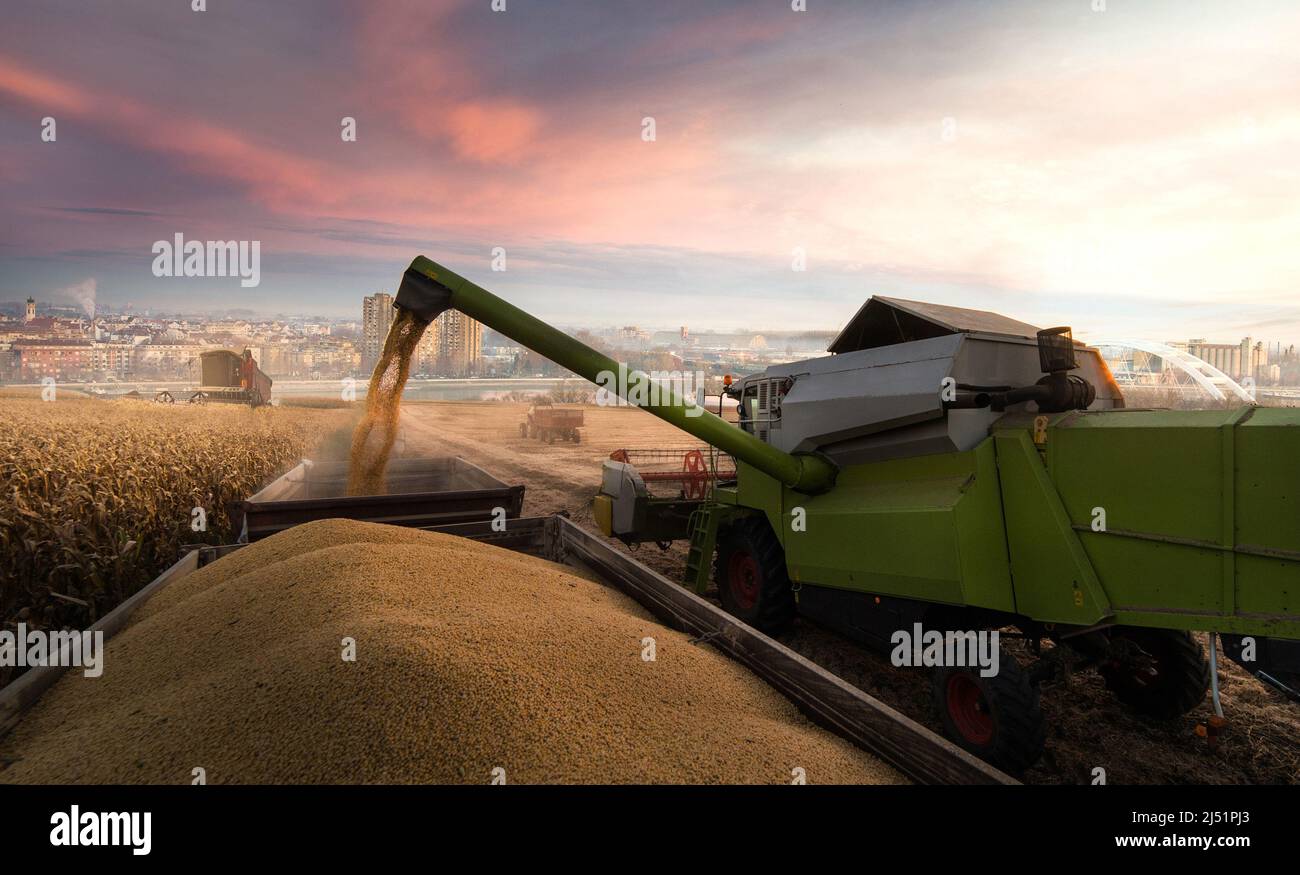Grain auger of combine pouring soy bean into tractor trailer Stock ...