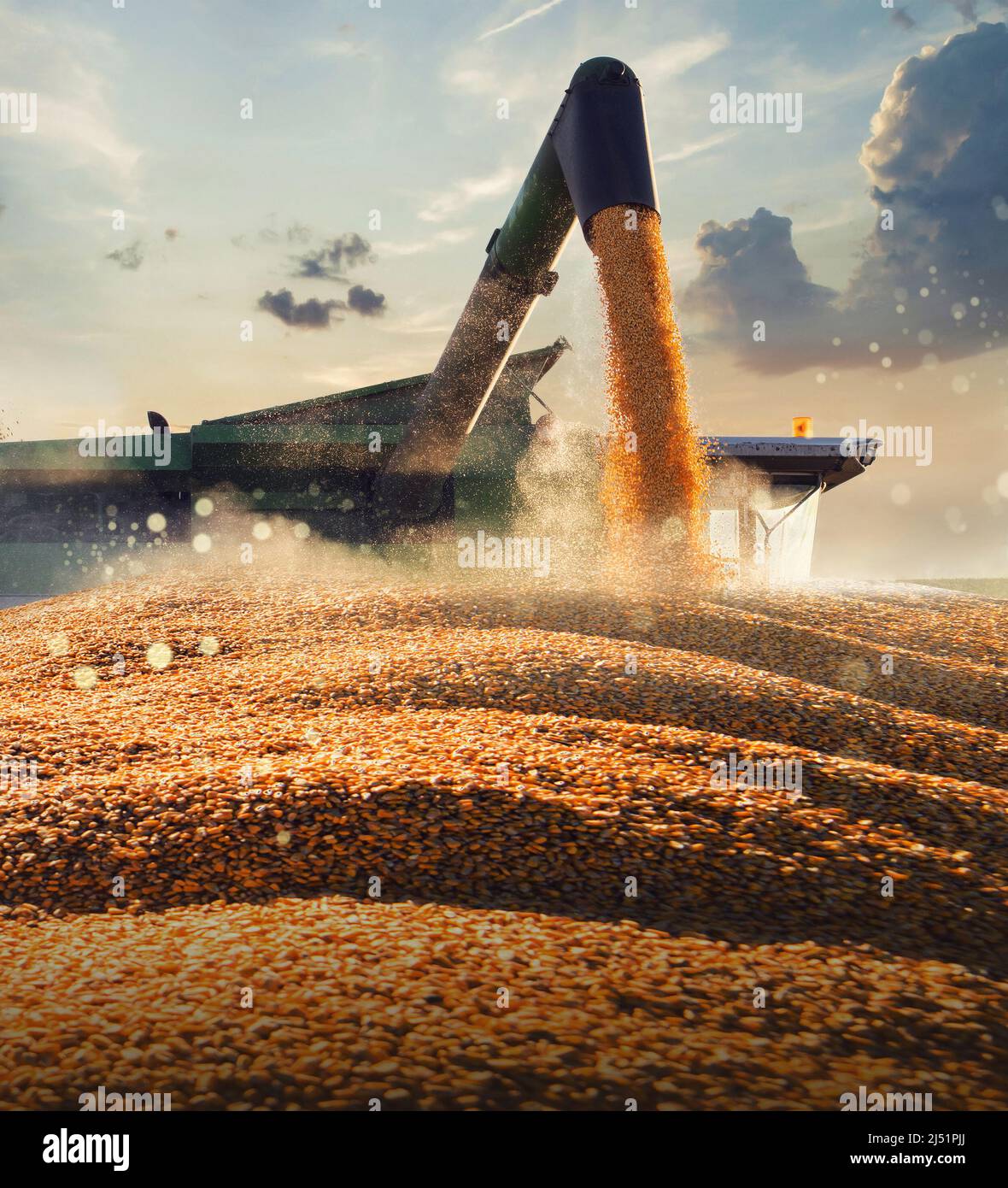 Pouring corn grain into tractor trailer after harvest at field Stock ...