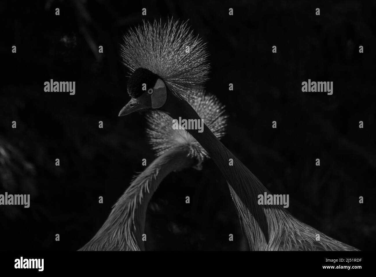 Grey crest Black and White Stock Photos & Images - Alamy