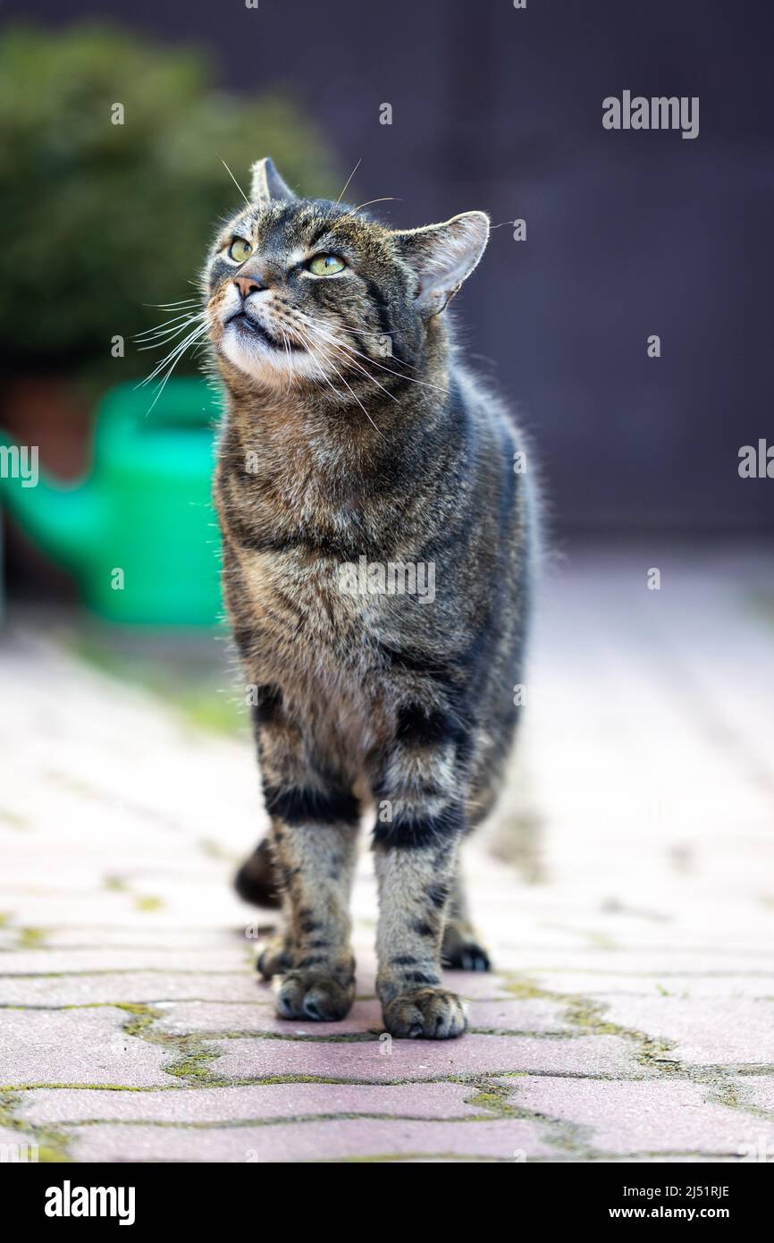 An ordinary domestic cat approaching the lens. Blurred background ...