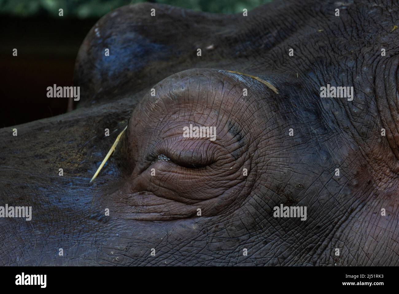 Close-up of the hippo's eyes, Hippopotamus floating on the water ...
