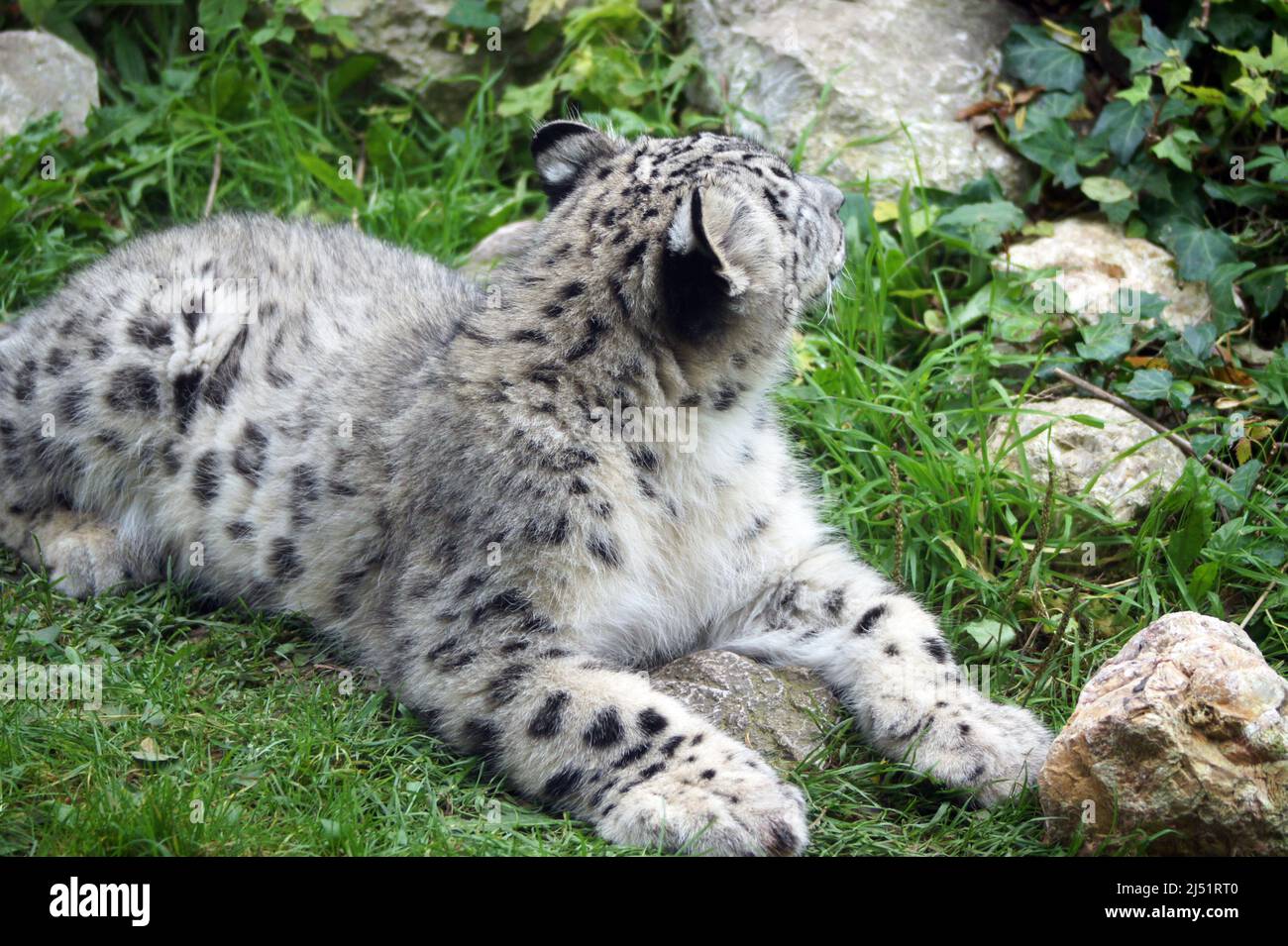 Juvenile snow panther looking into a future Stock Photo - Alamy