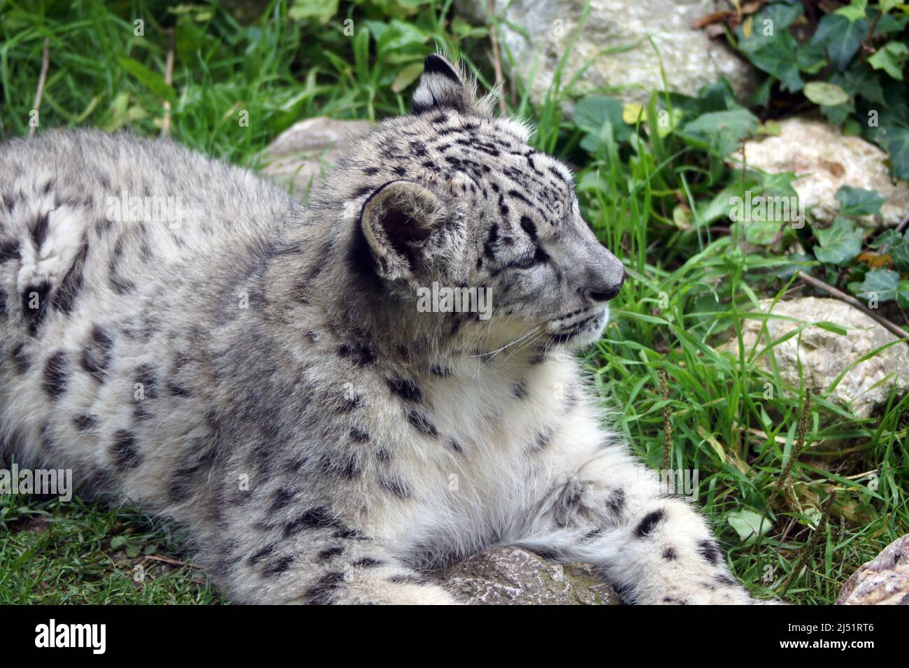 Juvenile snow panther Stock Photo - Alamy