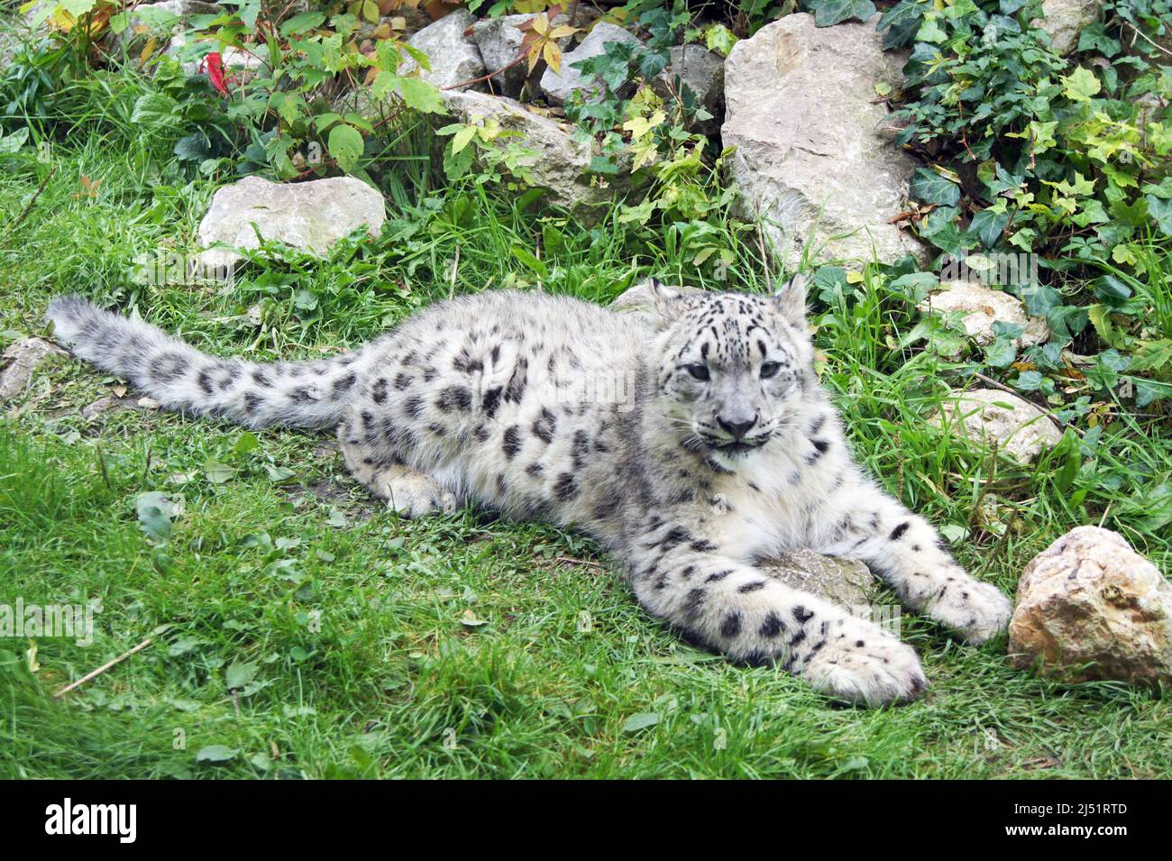 Juvenile snow panther Stock Photo - Alamy