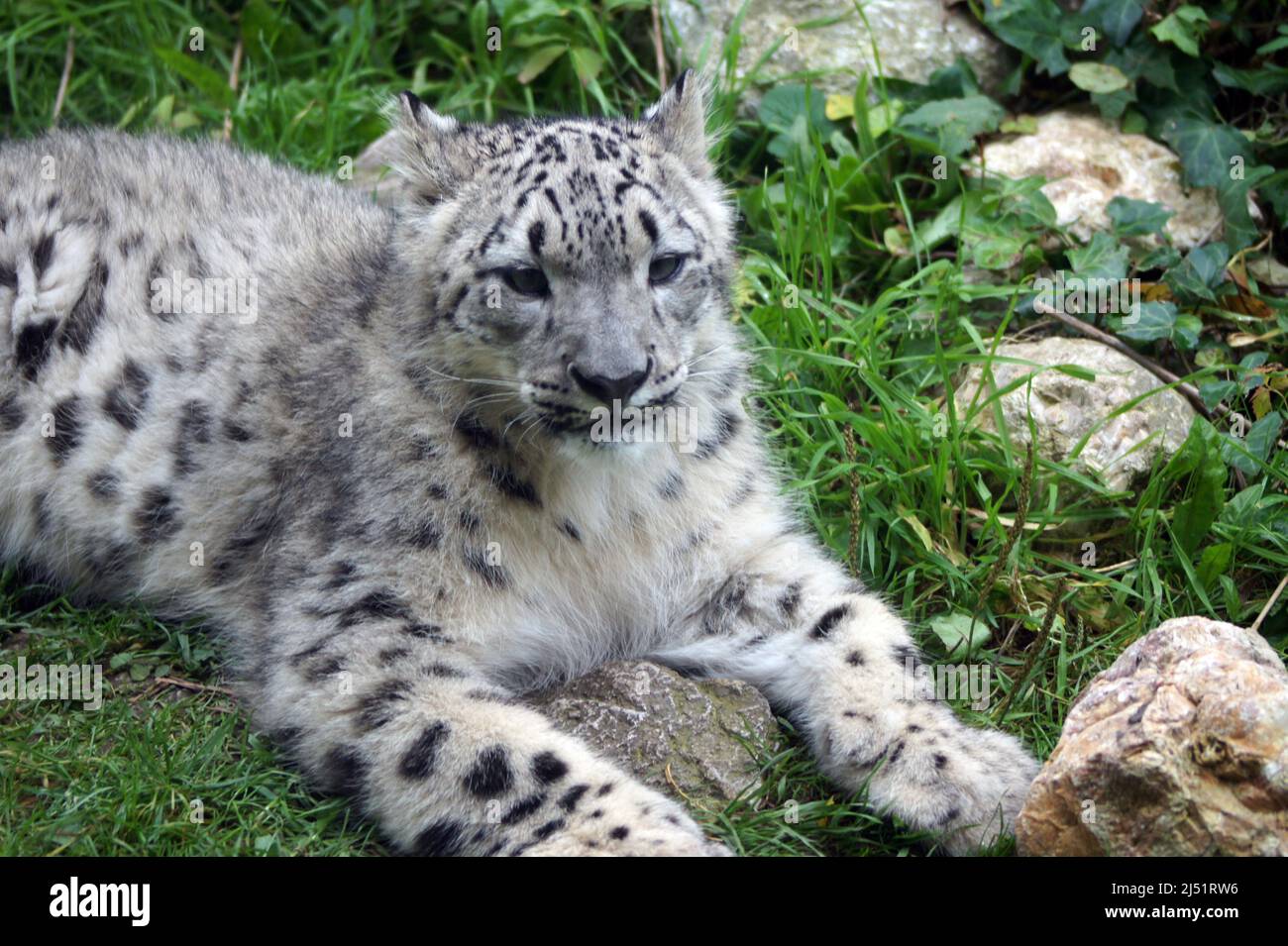Young panther hi-res stock photography and images - Alamy