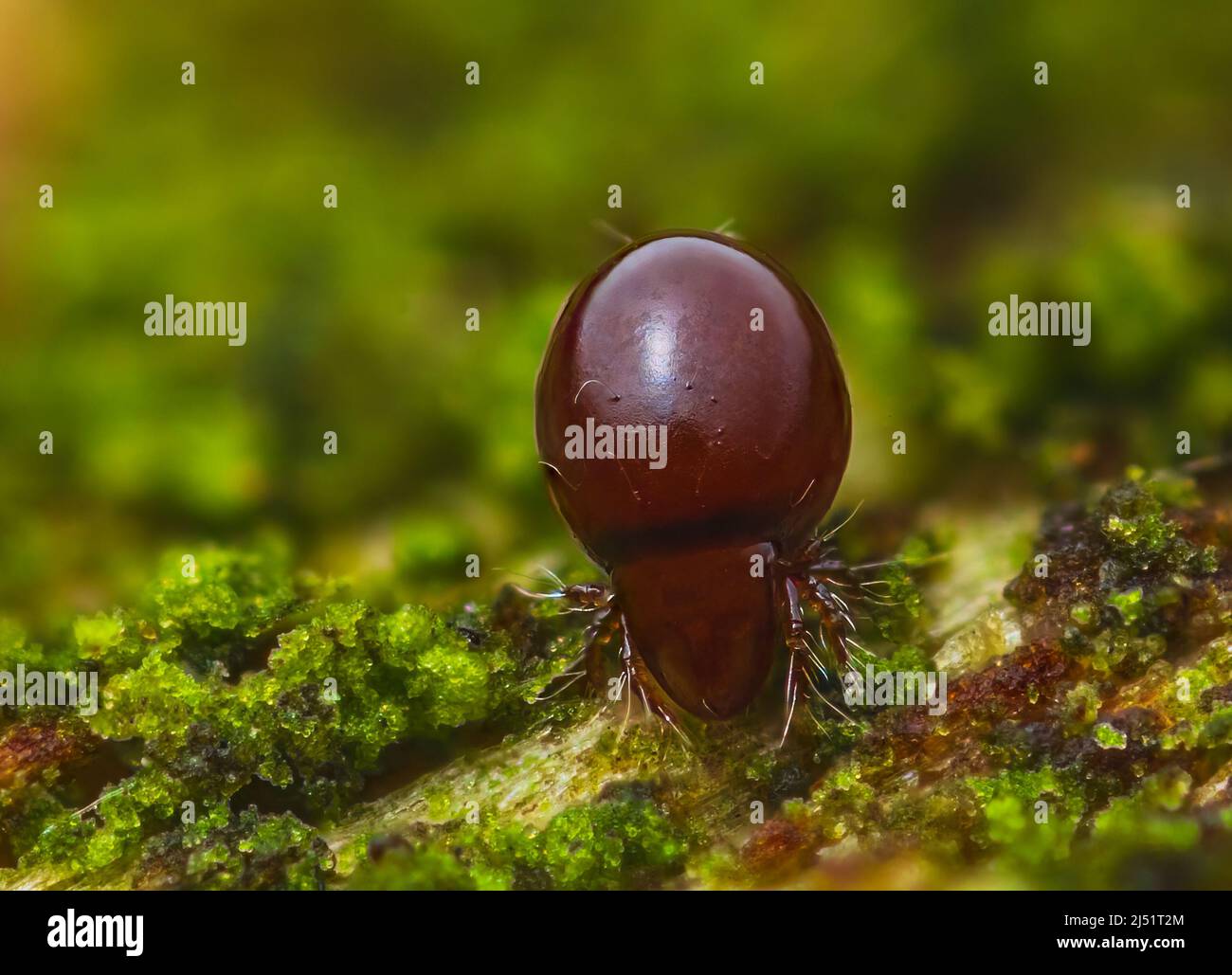 Close up of Beetle Mite also known as oribatid mites Stock Photo - Alamy