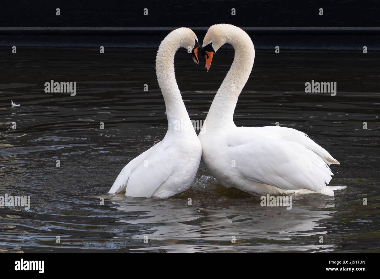 Windsor, Berkshire, UK. 19th April, 2022. A pair of swans mating on the ...