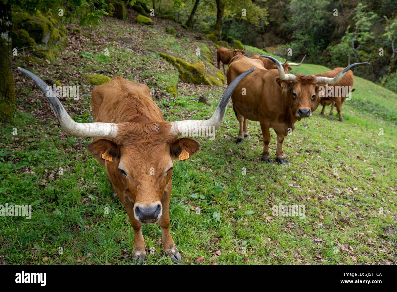 Cachena cattle hi-res stock photography and images - Alamy