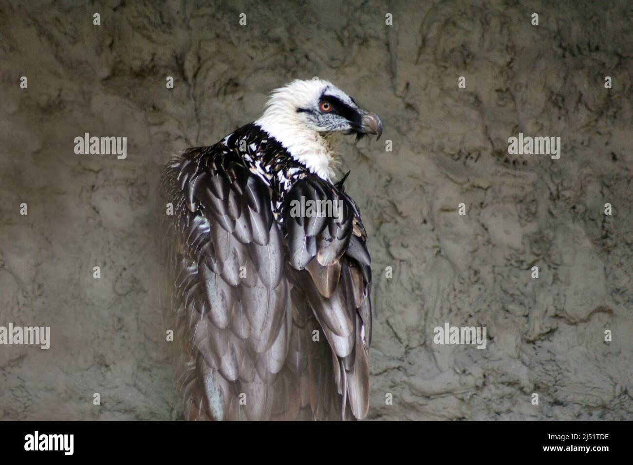 Bearded vulture silhouette hi-res stock photography and images - Alamy
