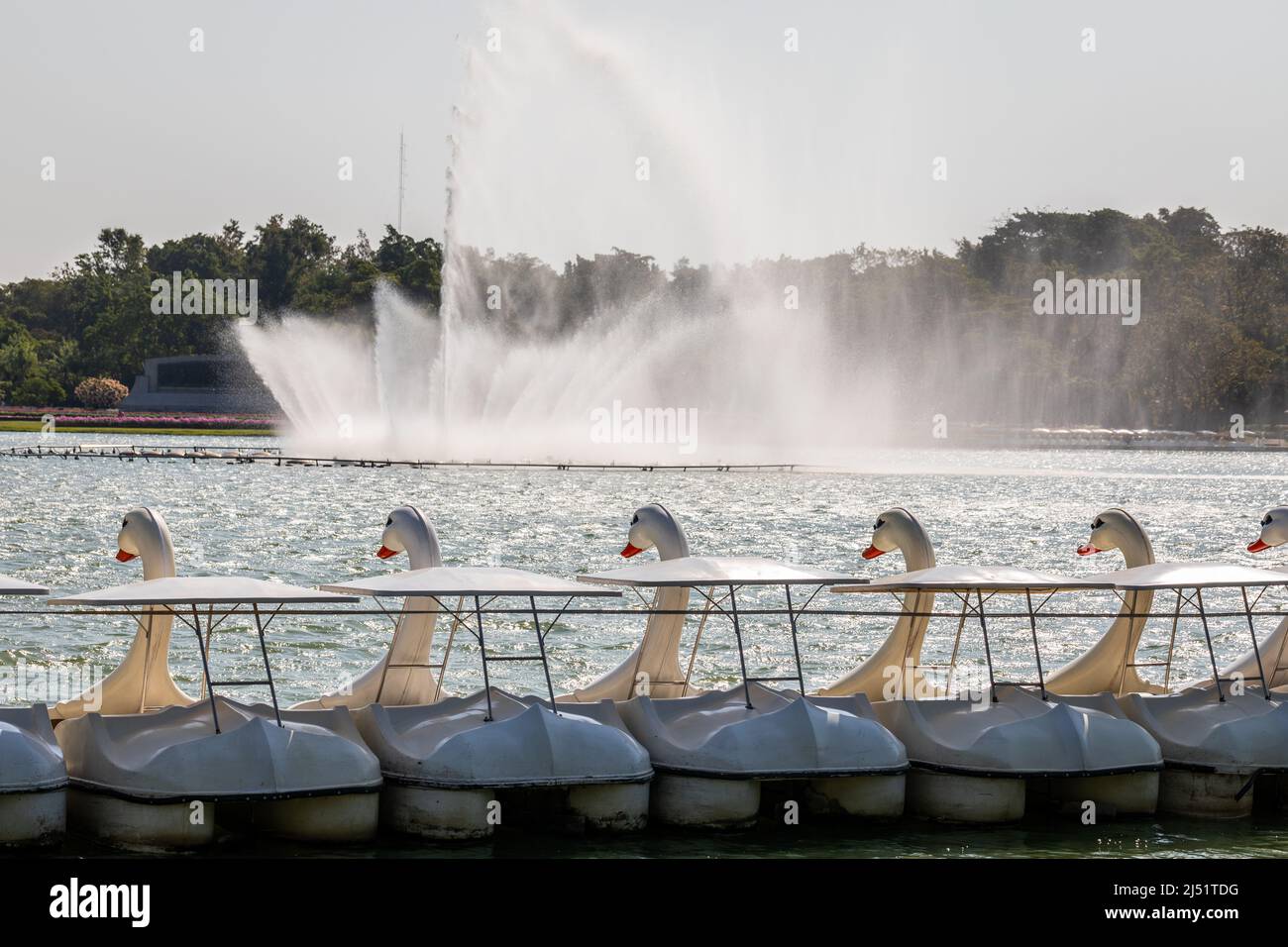 White goose paddle boats with sunshade line up at port, ready for ...