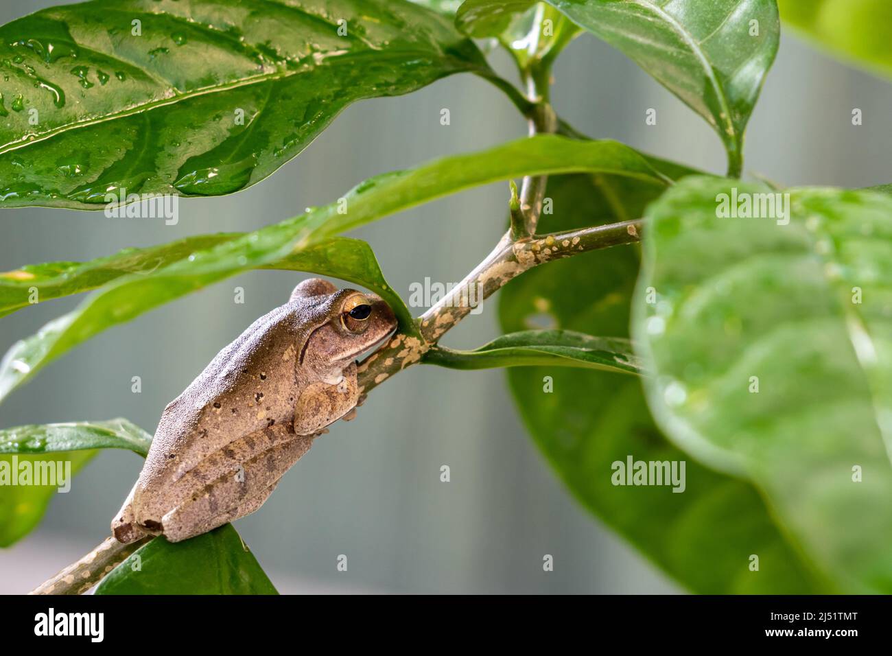 Brown Tree Frog on the small branch of Cape Jasmine Stock Photo - Alamy