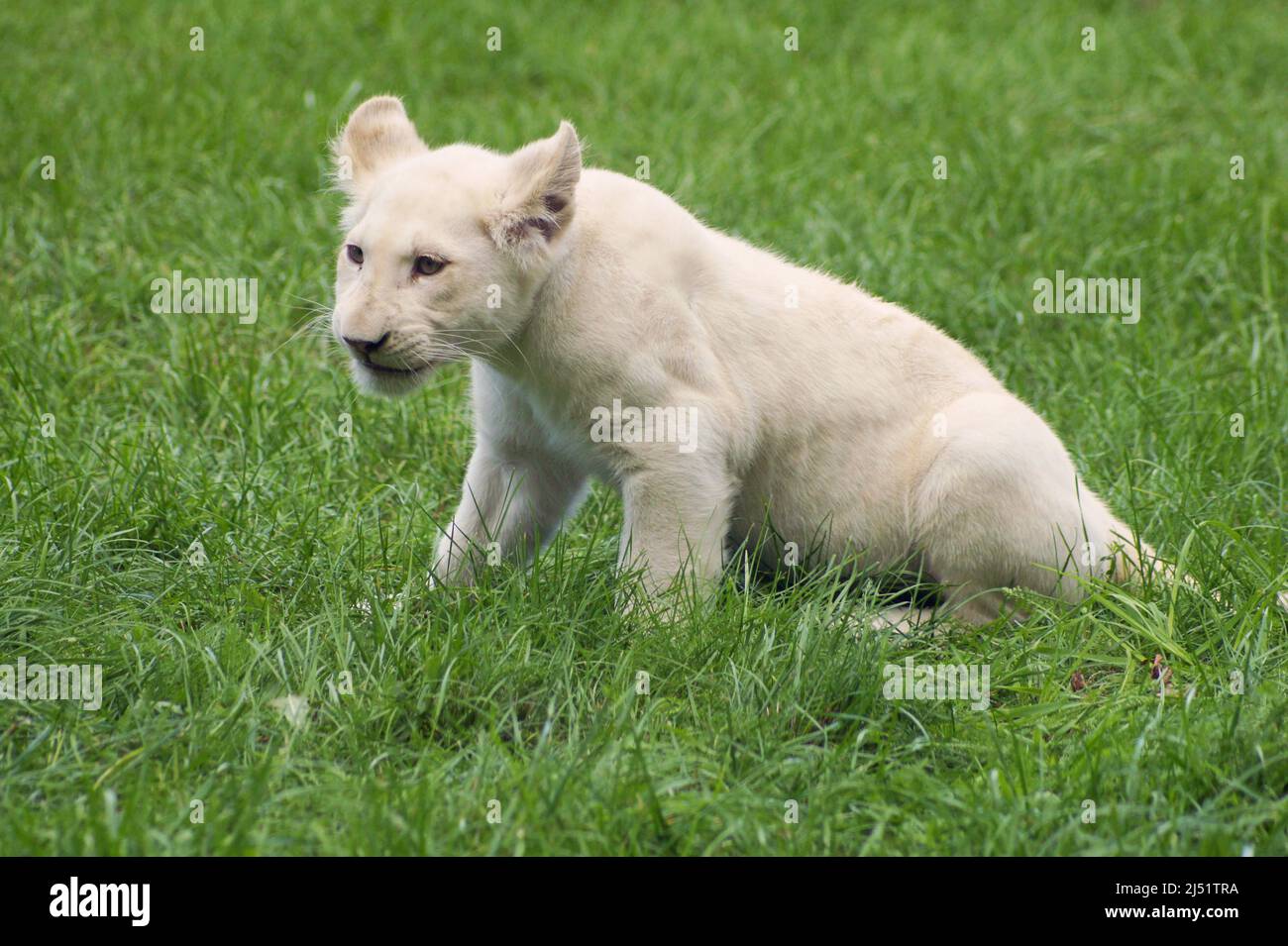 The cub of White Timbavati lion Stock Photo - Alamy
