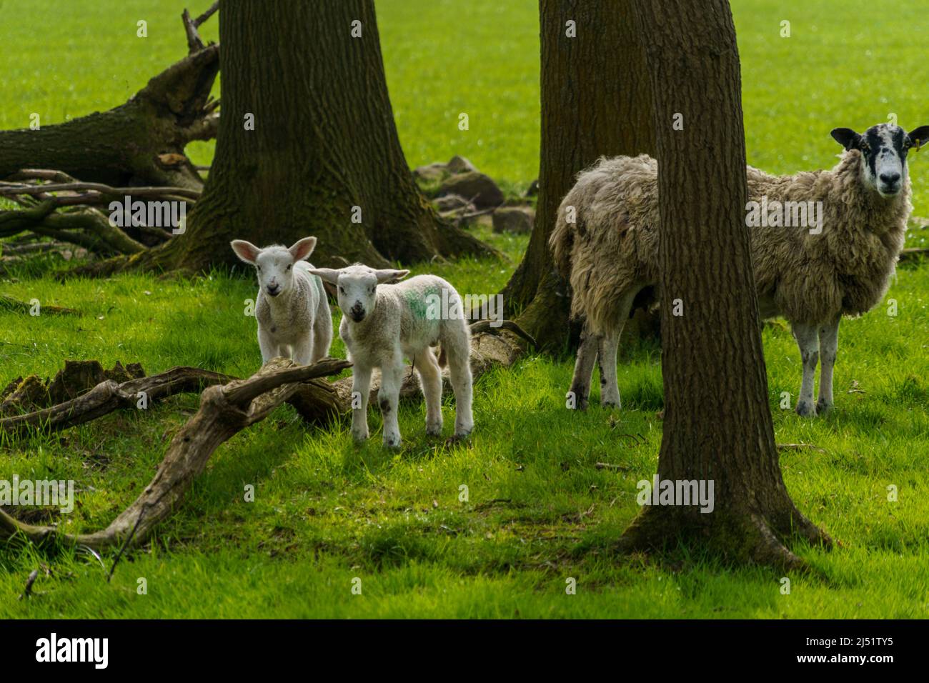 On a spring morning, two white lambs stand close to their mother in the ...