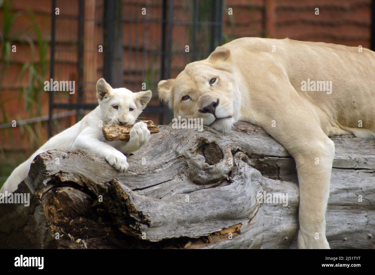 Lioness with juvenile. Timbavati white lions are the rarest subspecies ...