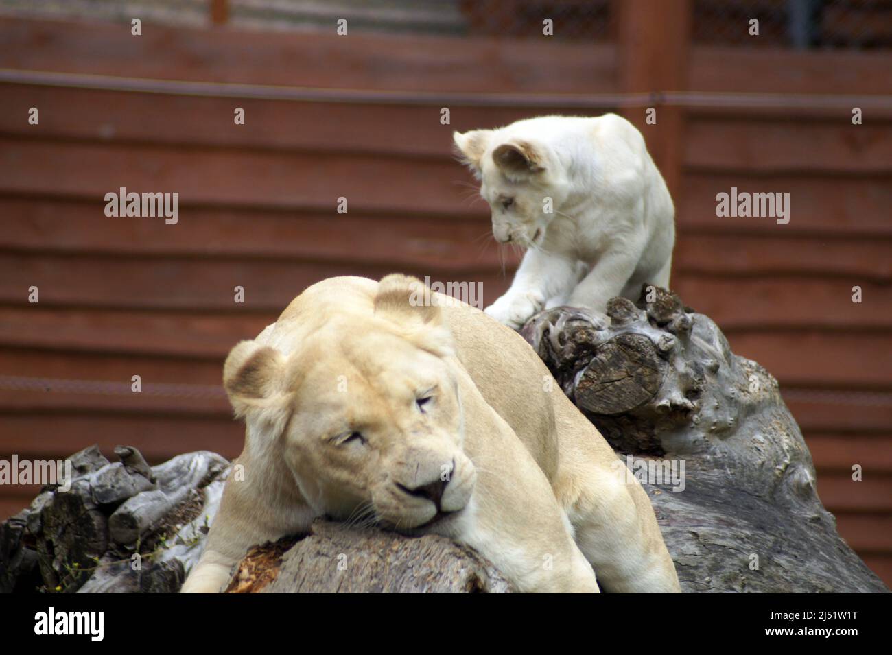 Lioness with the cub. Timbavati lions are the rarest subspecies of lion ...