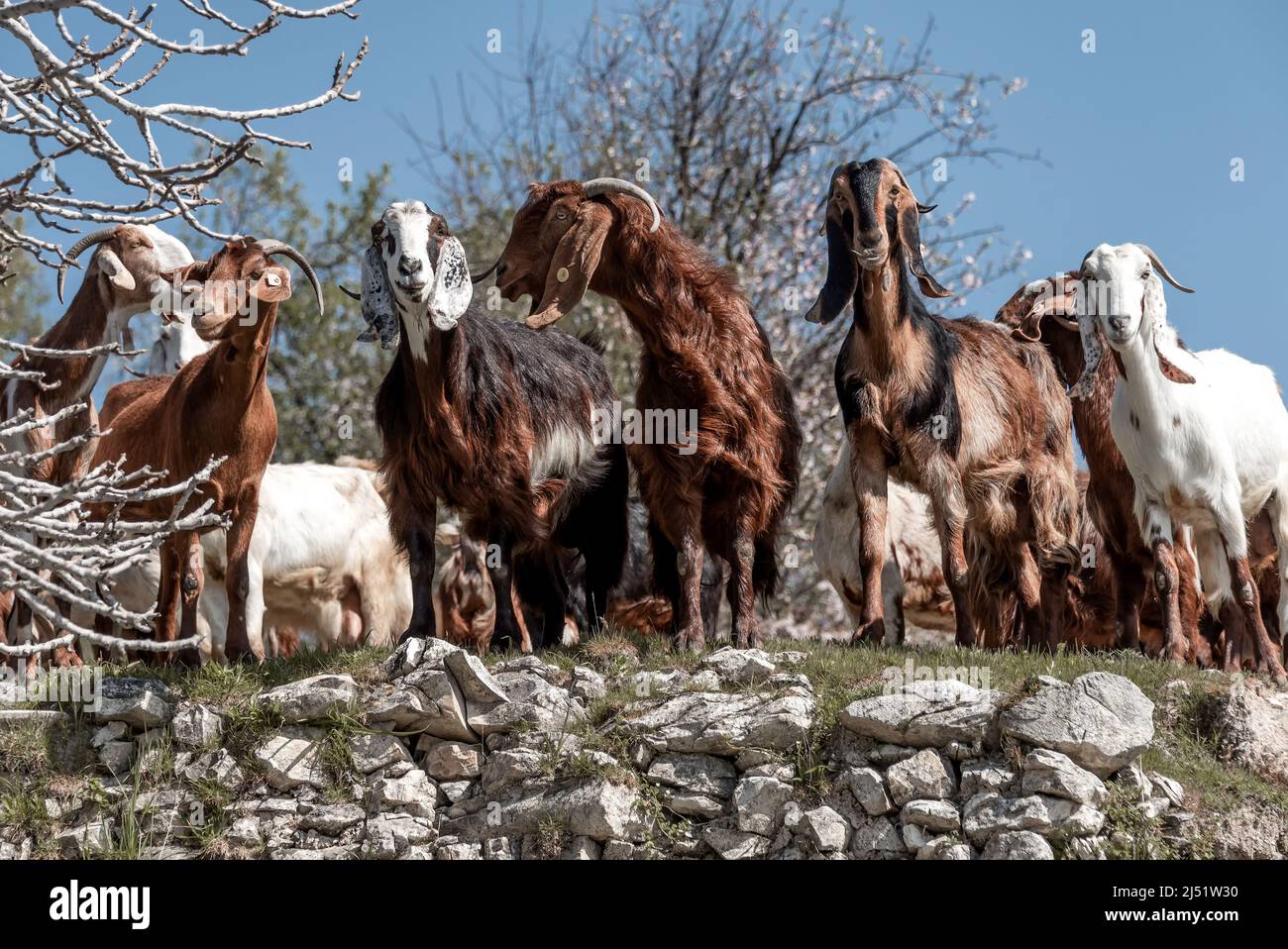 Cyprus goats hi-res stock photography and images - Alamy