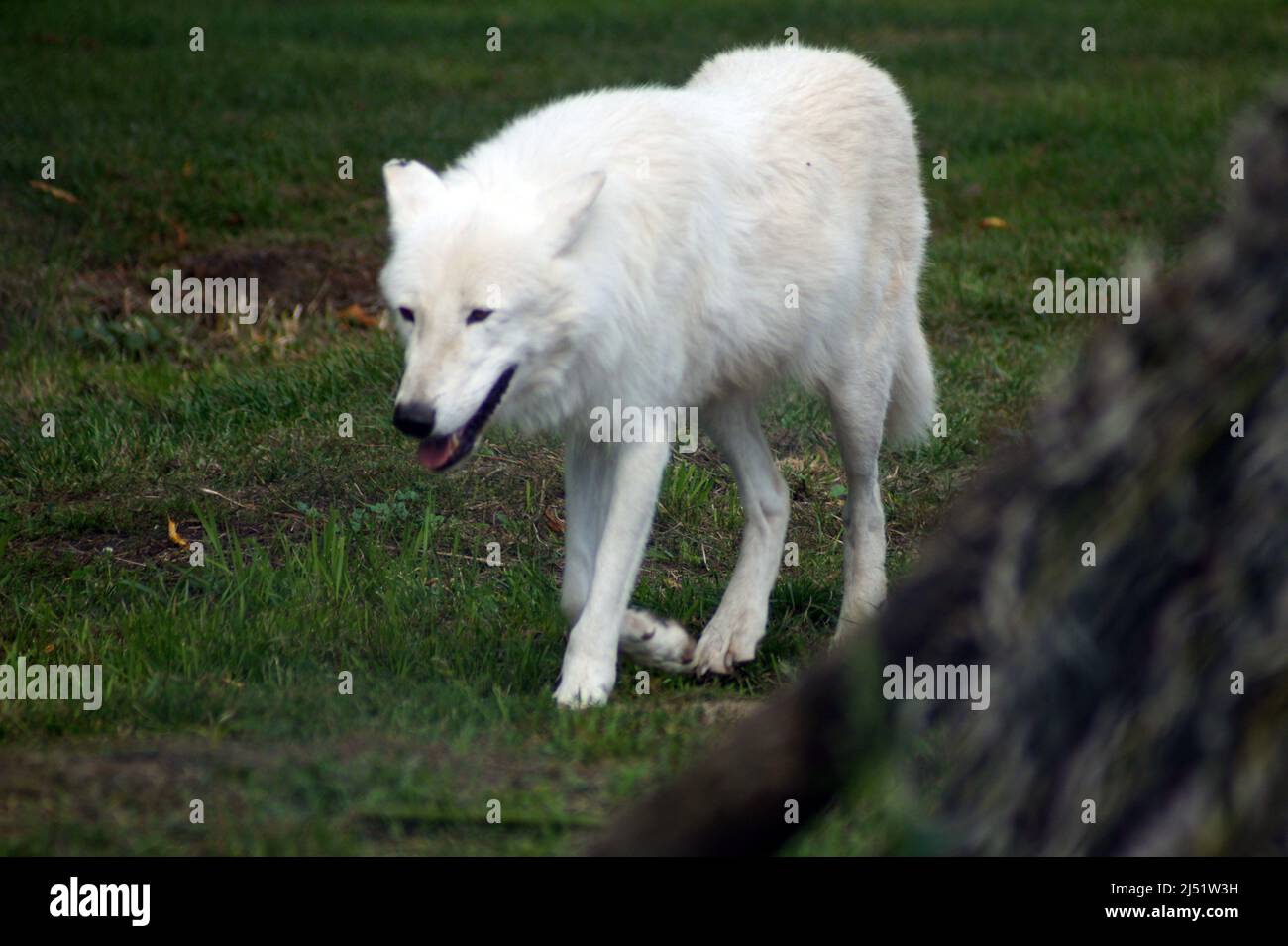 Arctic wolf in the summer Stock Photo - Alamy