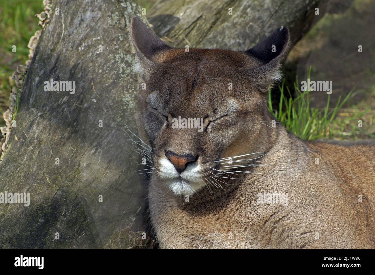portrait of a sleeping puma Stock Photo - Alamy