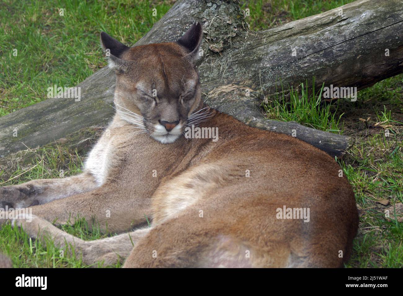 portrait of a sleeping puma Stock Photo - Alamy