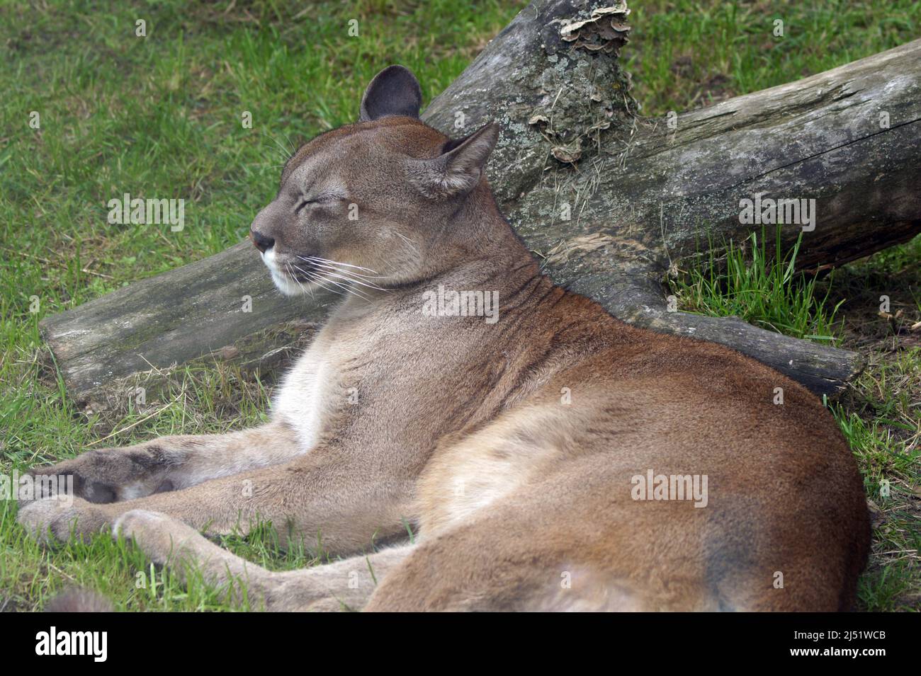 portrait of a sleeping puma Stock Photo - Alamy